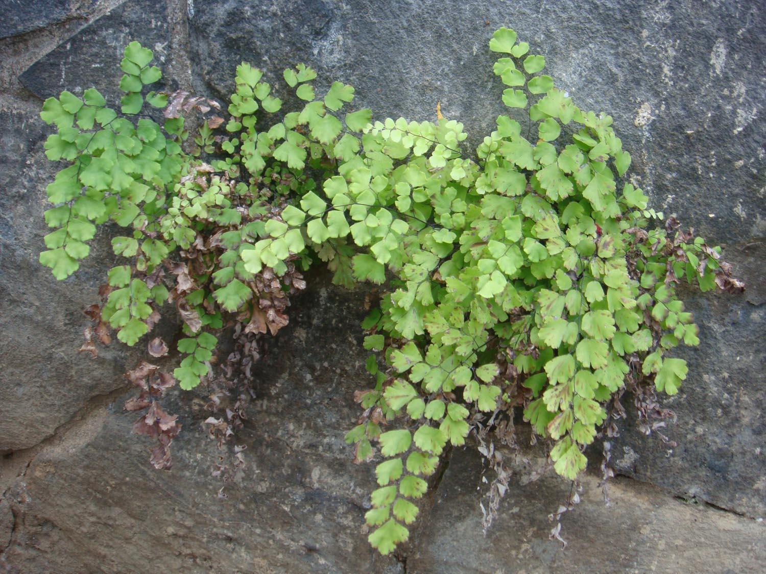 Culantrillo – Tigaiga