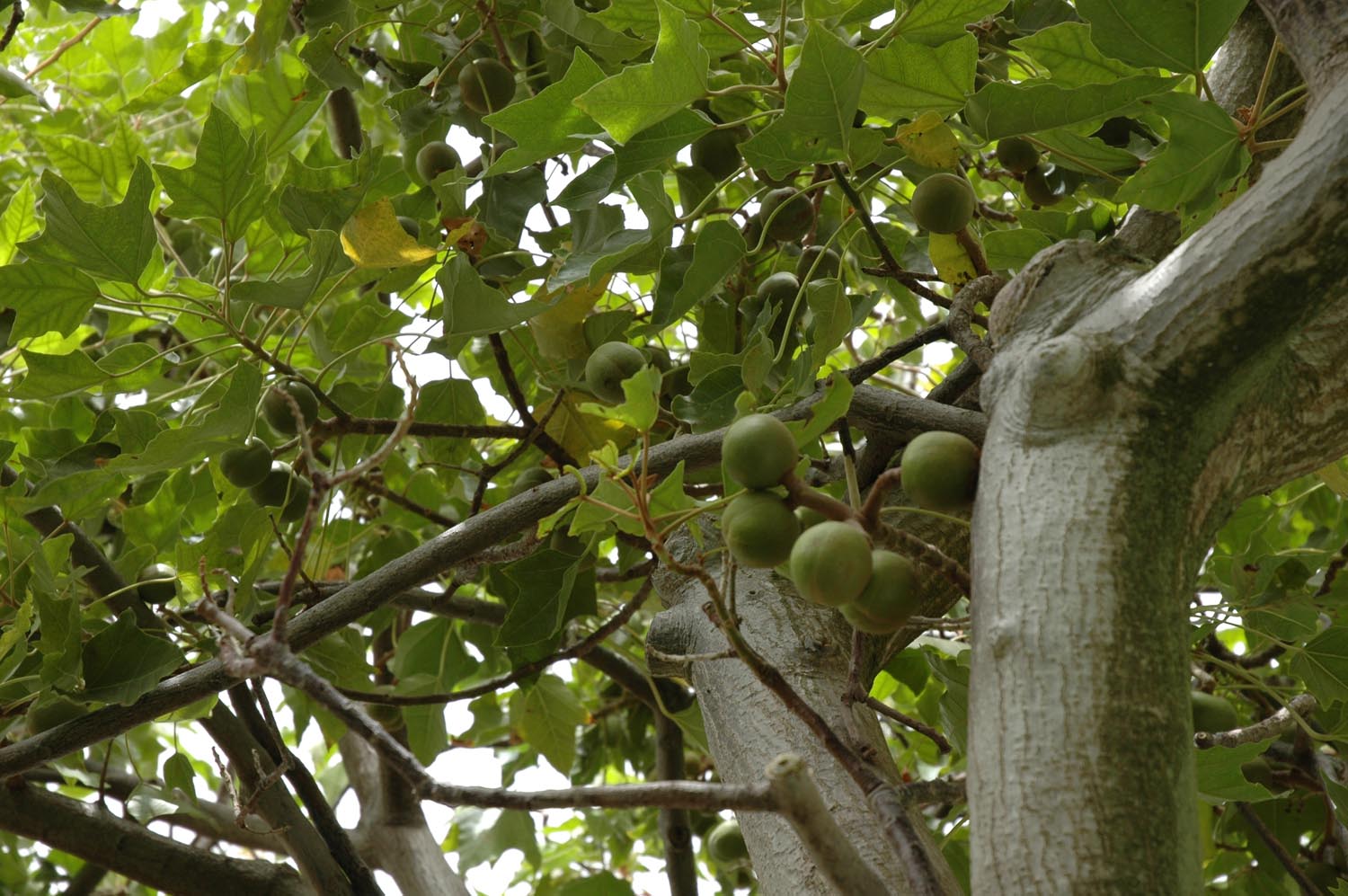 Nuez de la India, Coconuez, Árbol candil – Tigaiga