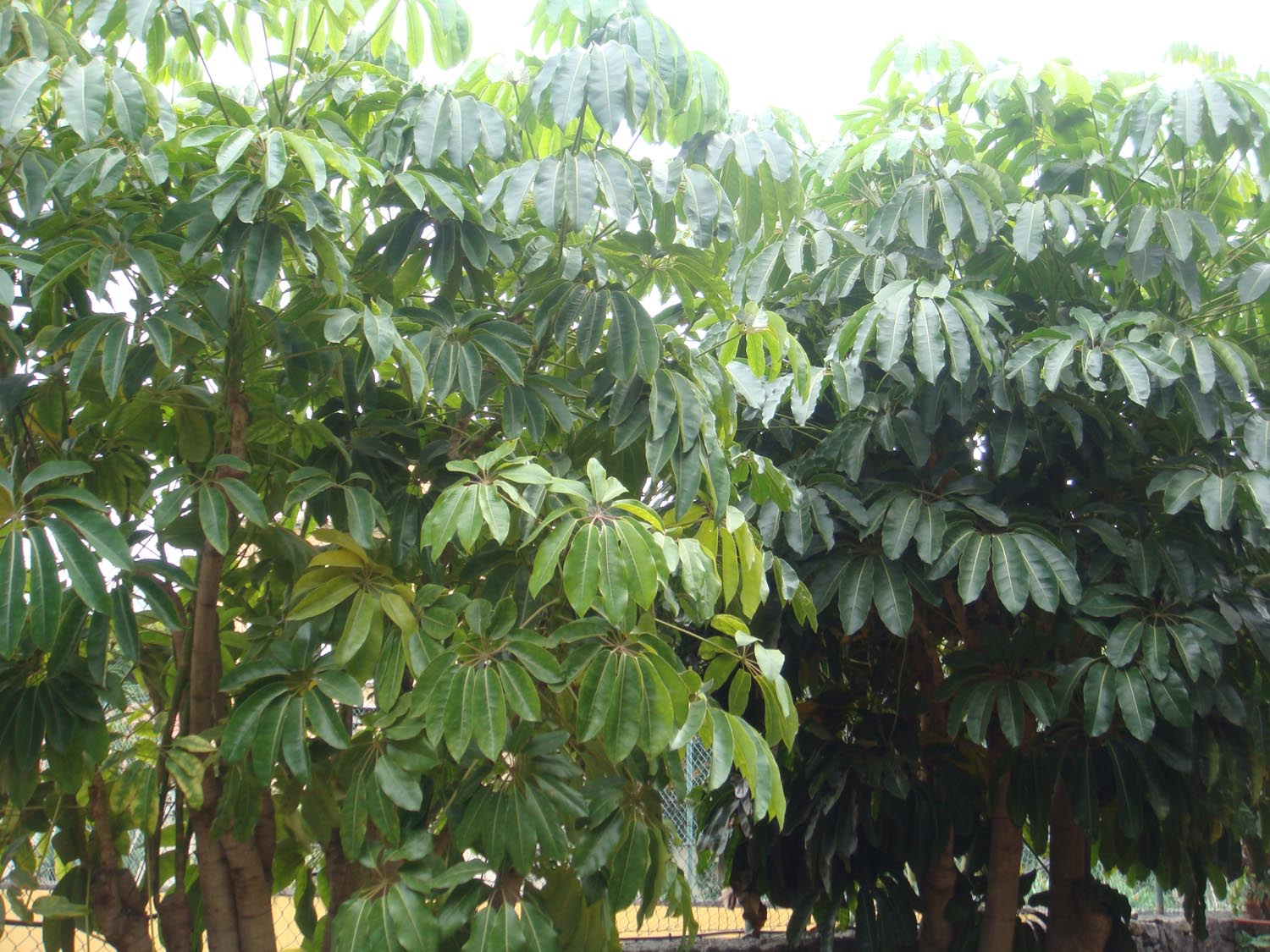 Árbol pulpo – Tigaiga