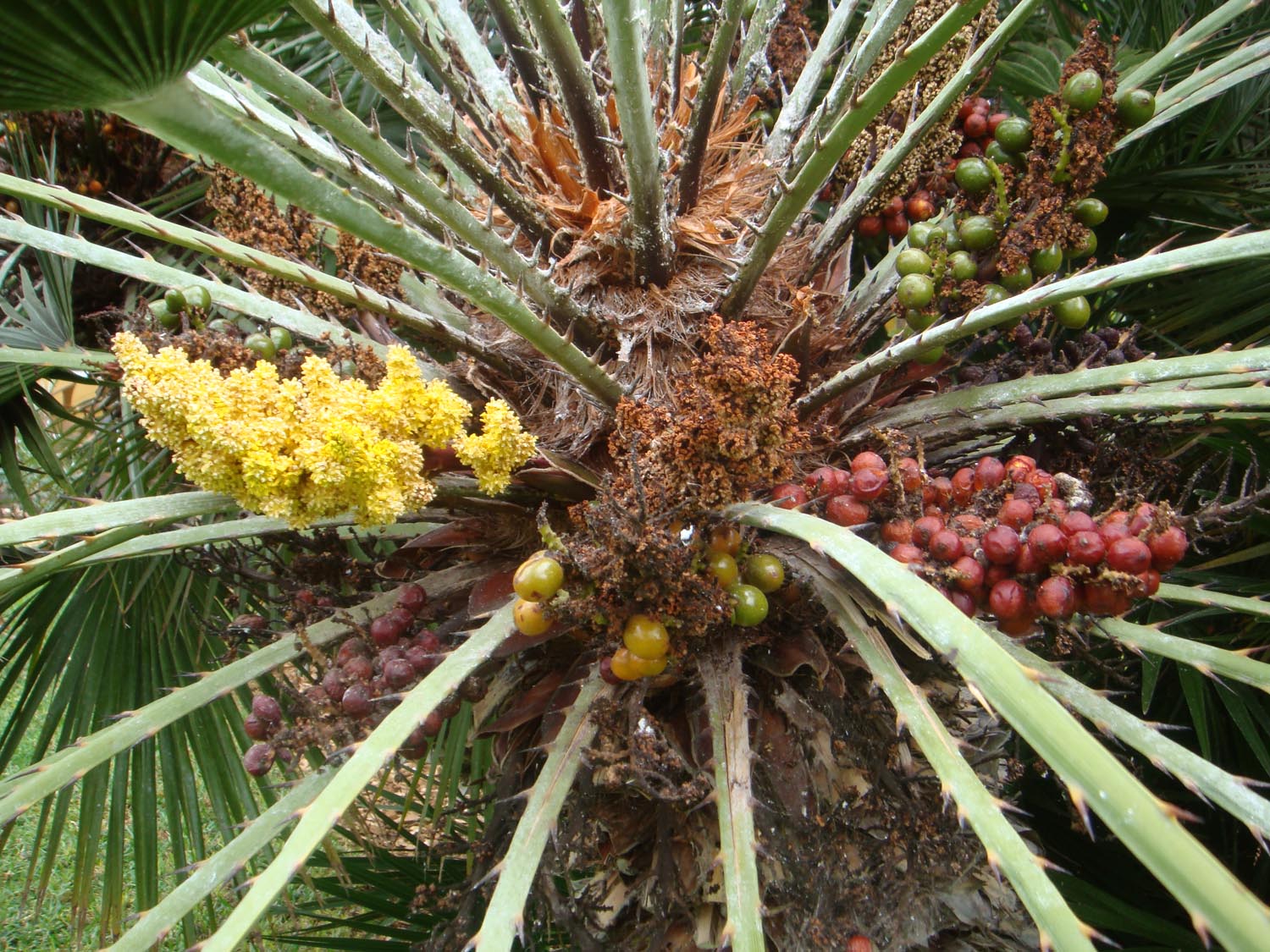 Palmito del Mediterráneo – Tigaiga