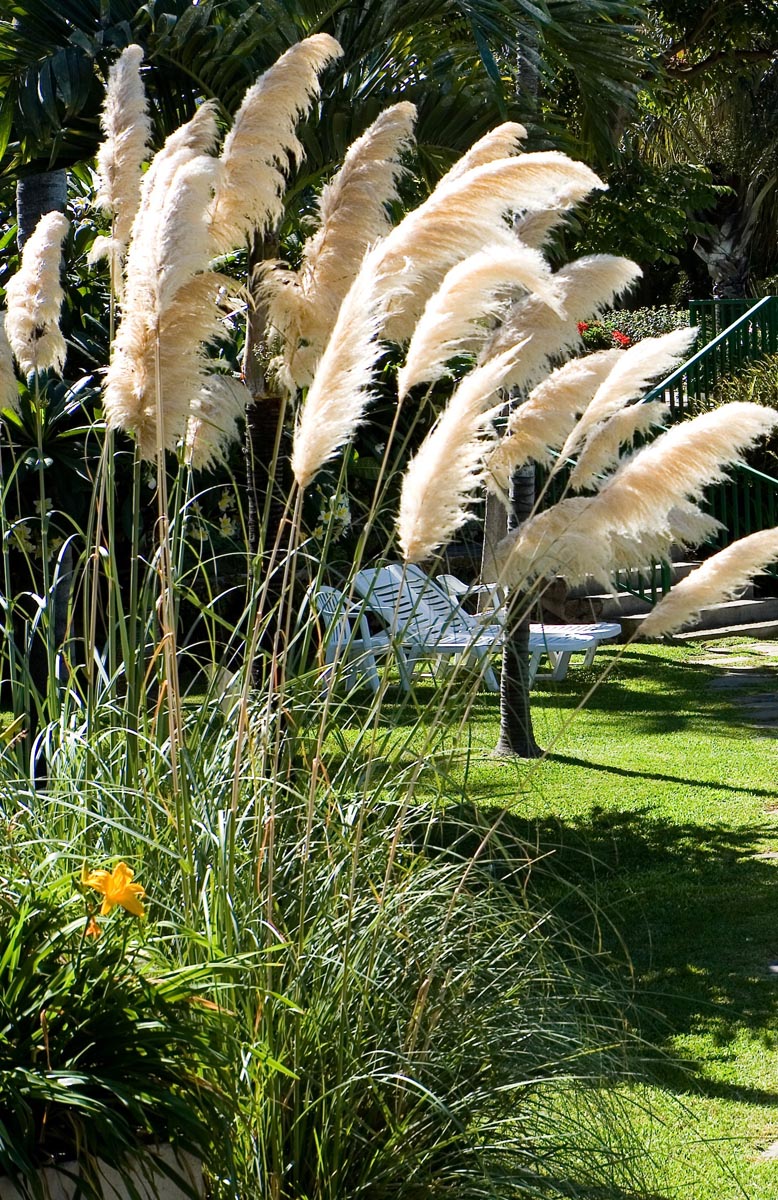 Pampas grass – Hotel Tigaiga