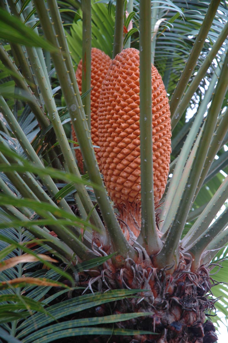 Queen Sago , Fern palm – Hotel Tigaiga