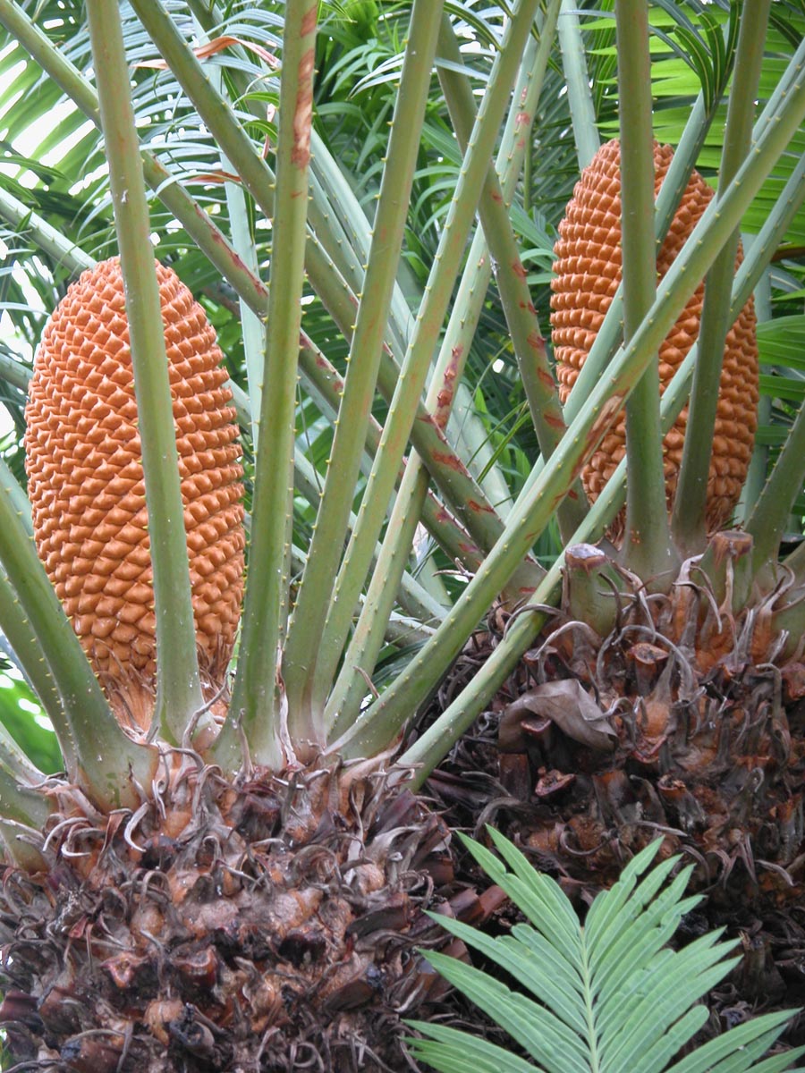 Queen Sago , Fern palm – Hotel Tigaiga