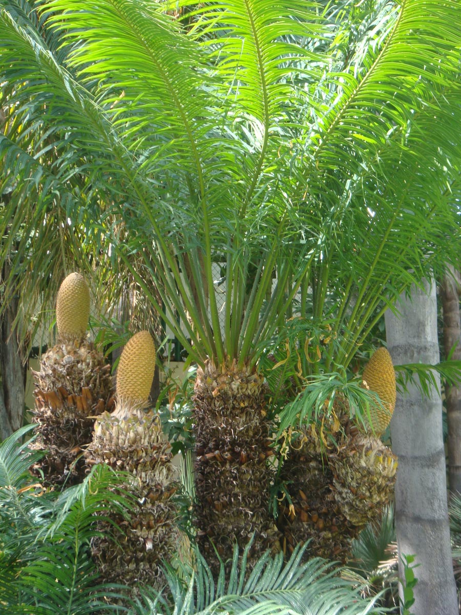 Queen Sago , Fern palm – Hotel Tigaiga