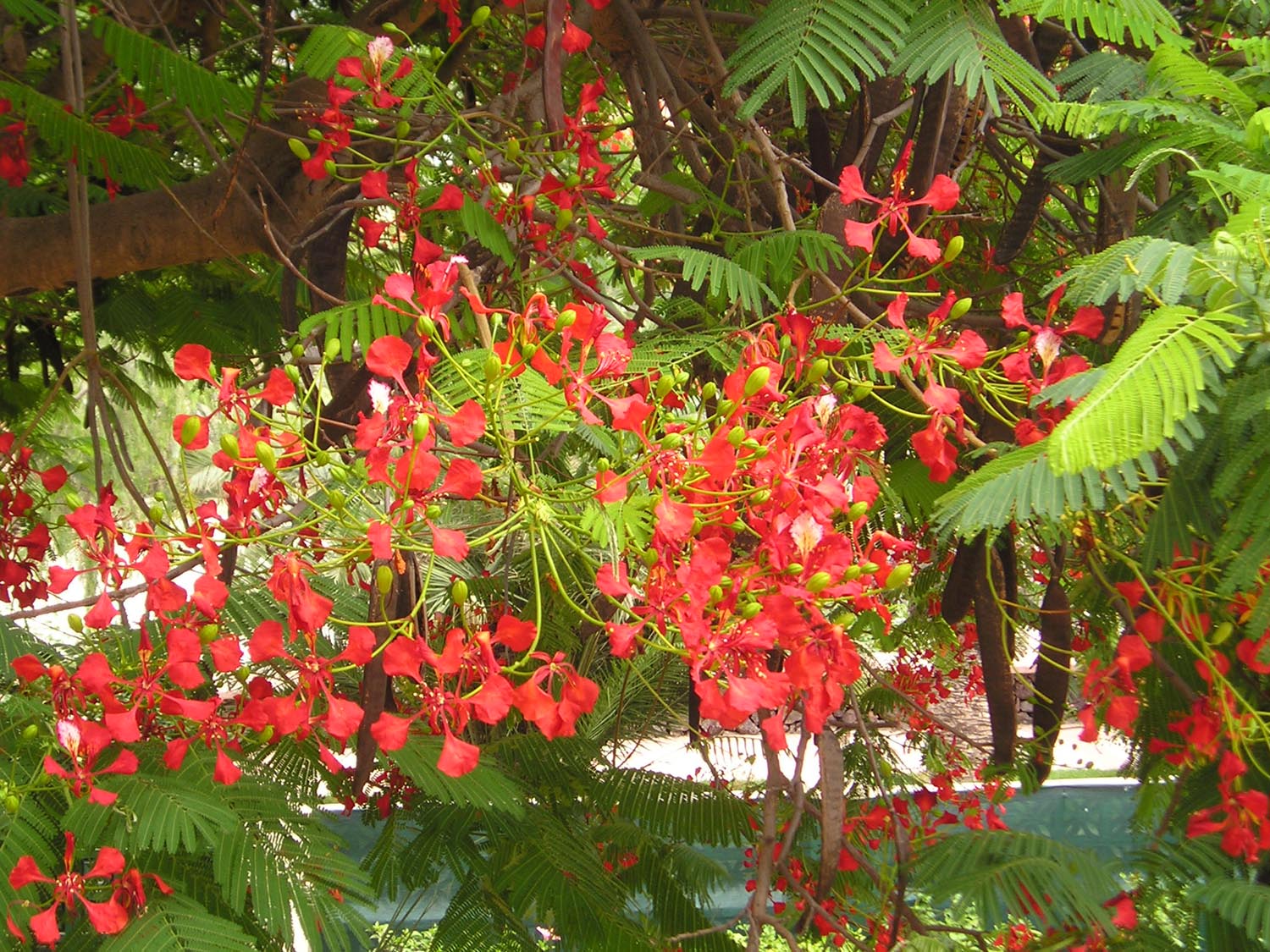 Flamboyán – Tigaiga