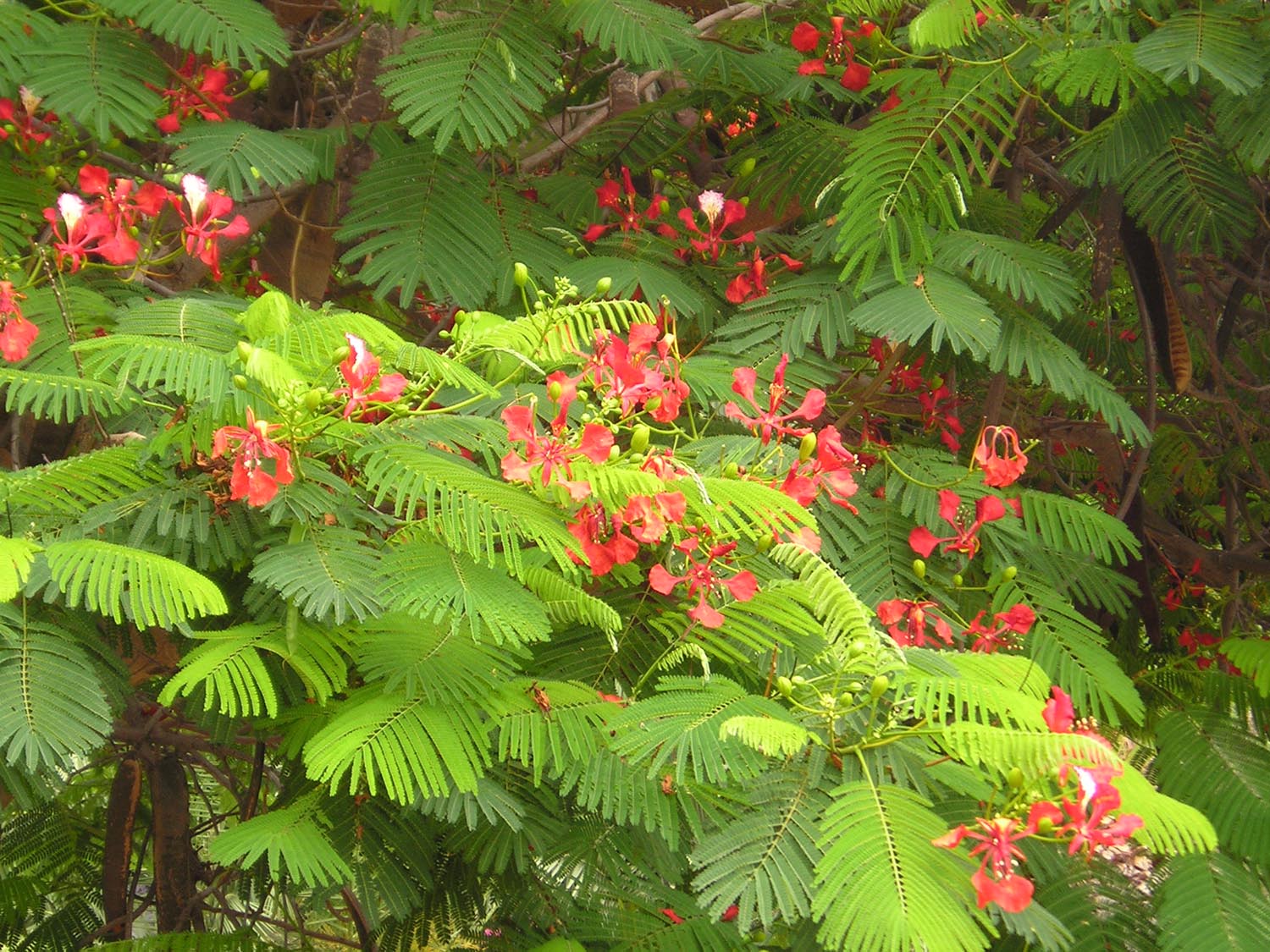 Flamboyán – Tigaiga
