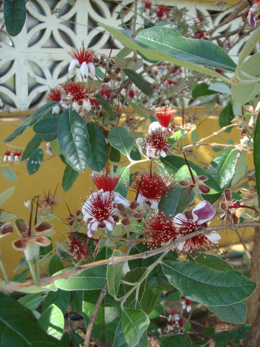 Guayabo del Brasil – Tigaiga