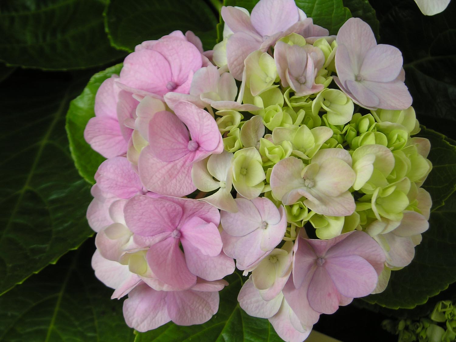Hydrangea – Hotel Tigaiga