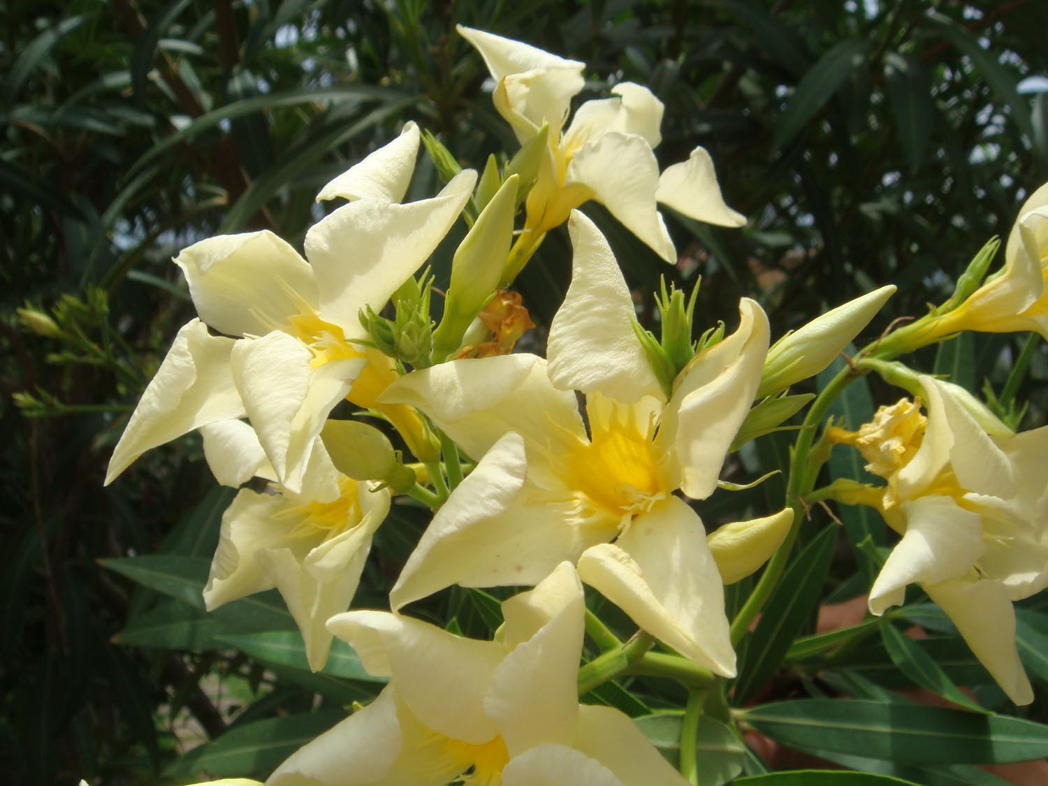 Oleander – Hotel Tigaiga