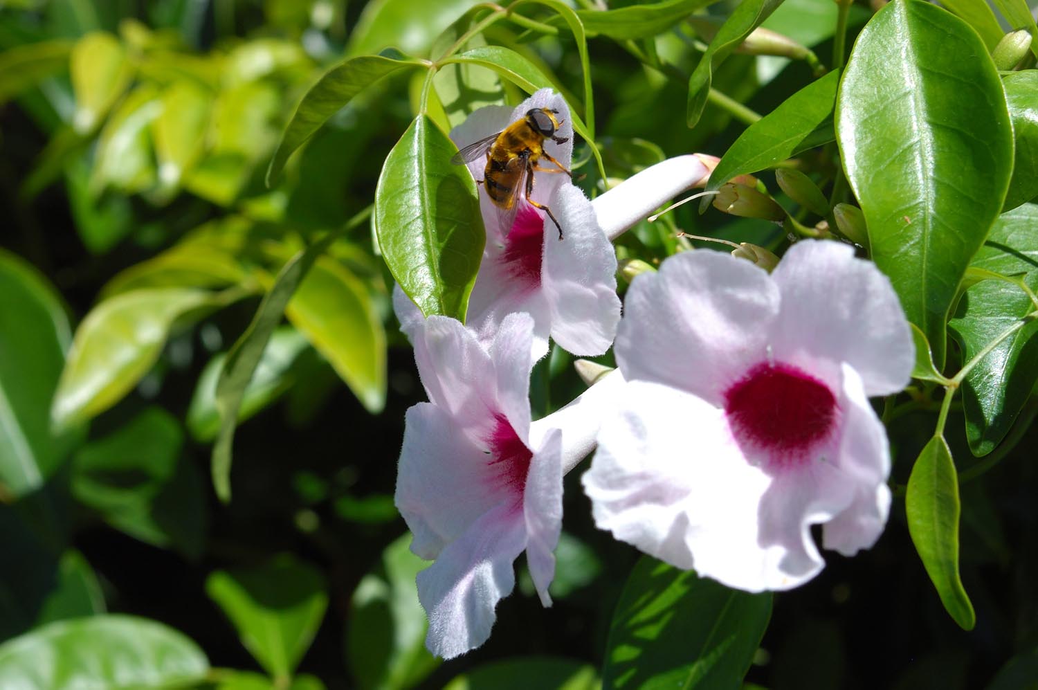 Bower plant, Bower of Beauty – Hotel Tigaiga