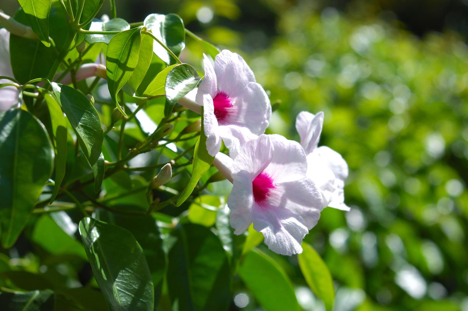Bower plant, Bower of Beauty – Hotel Tigaiga