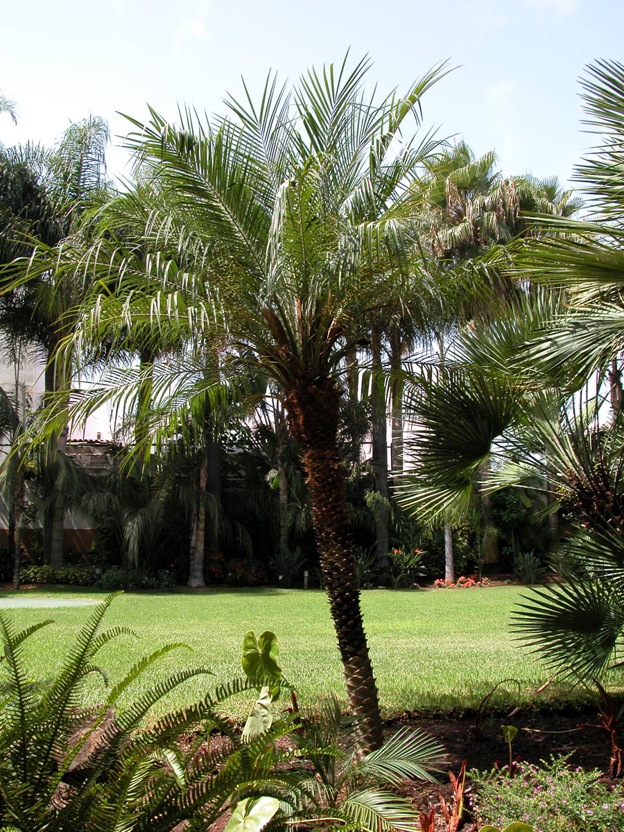 Palmera pigmea – Tigaiga