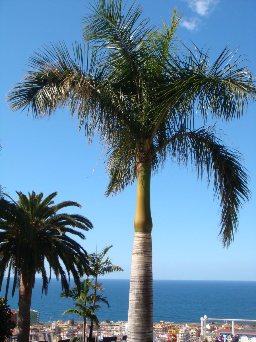 Palmera real – Tigaiga