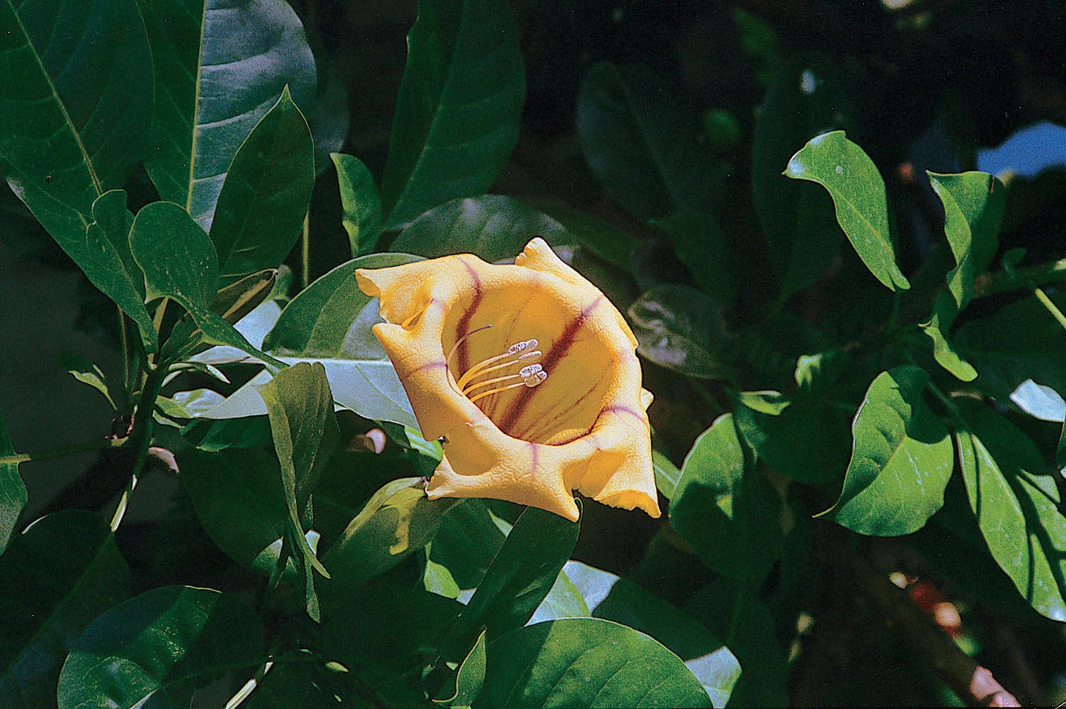 Copa de oro, Trompetero gigante – Tigaiga