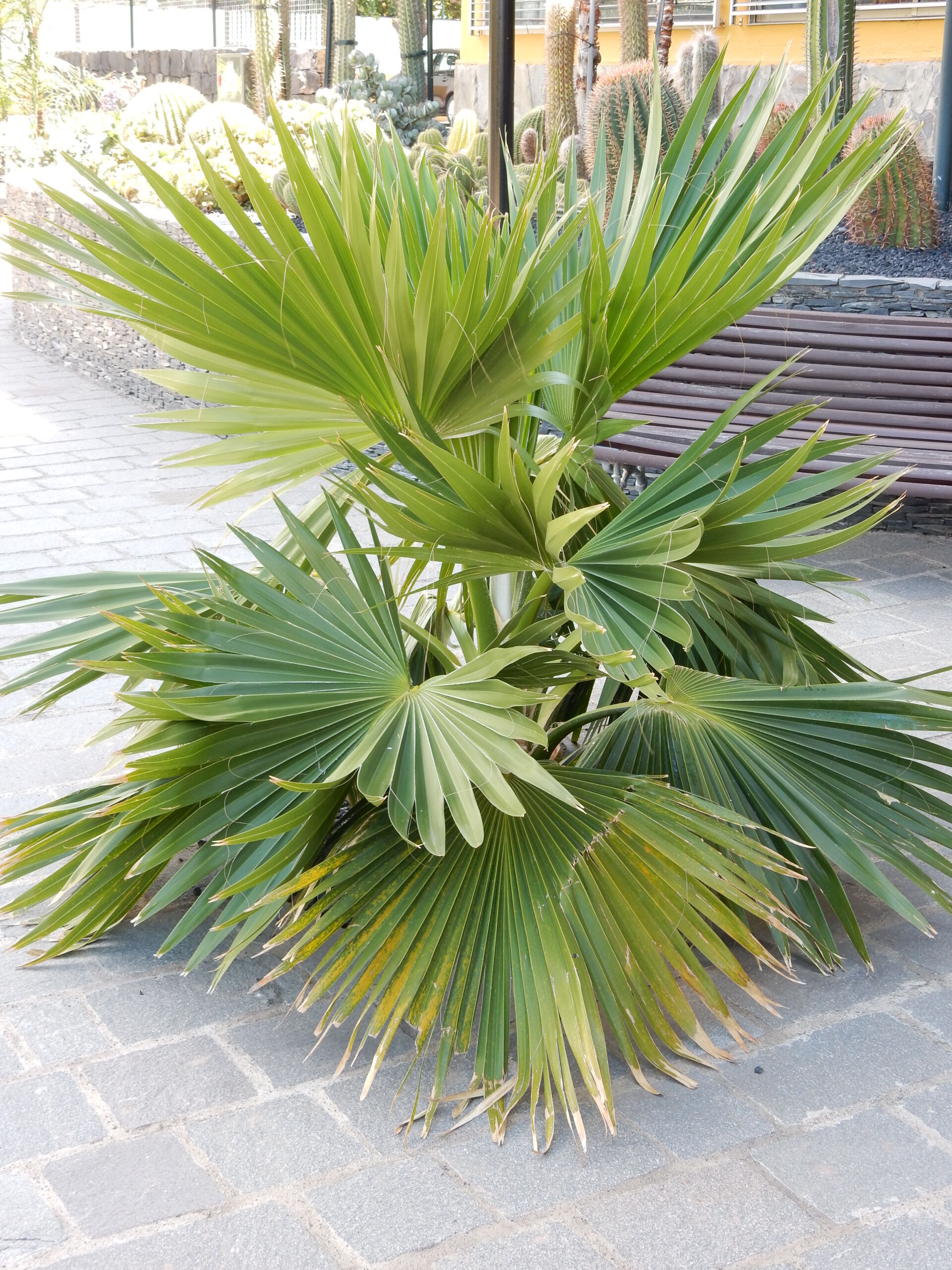 Loulu palm – Hotel Tigaiga