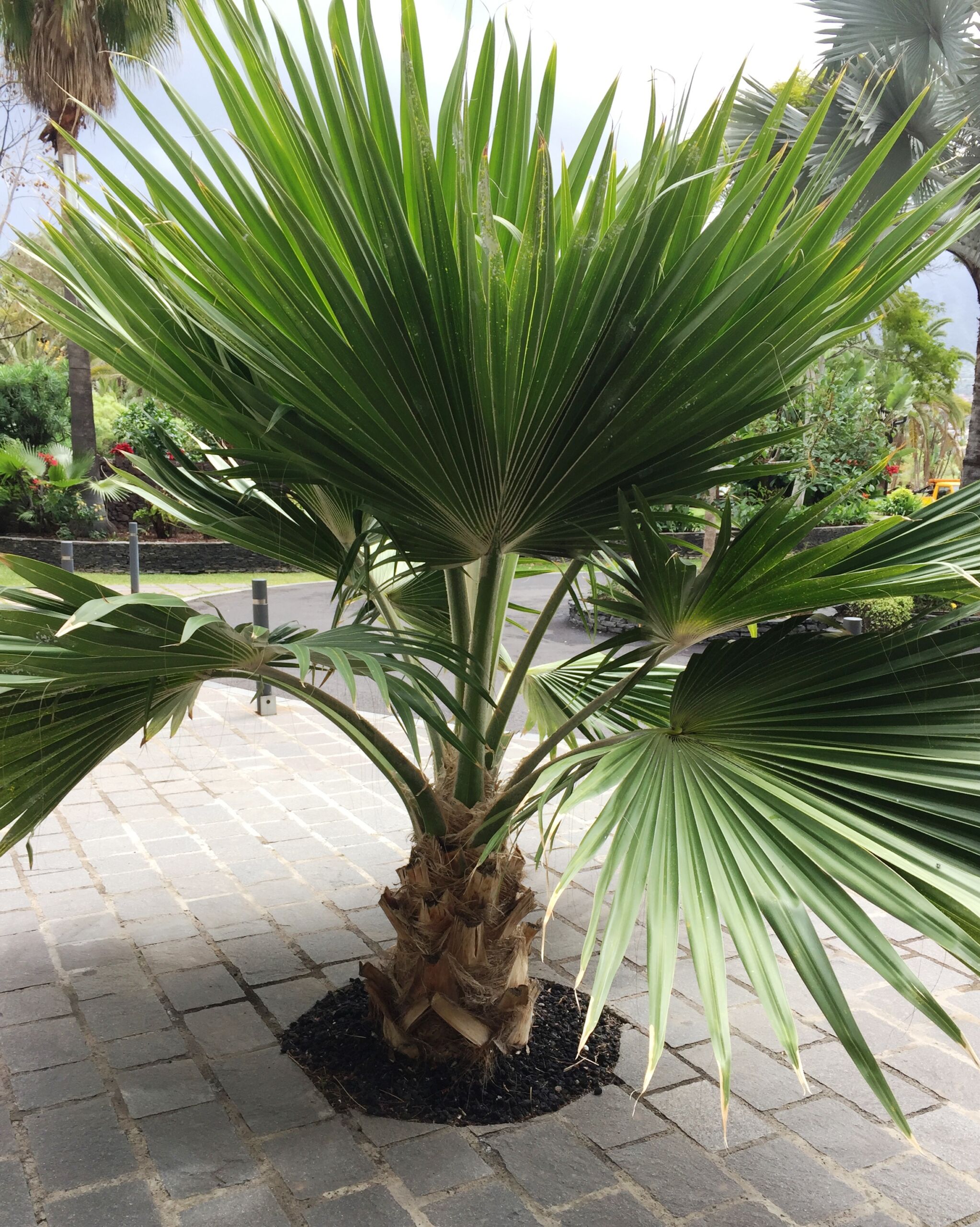Loulu palm – Hotel Tigaiga