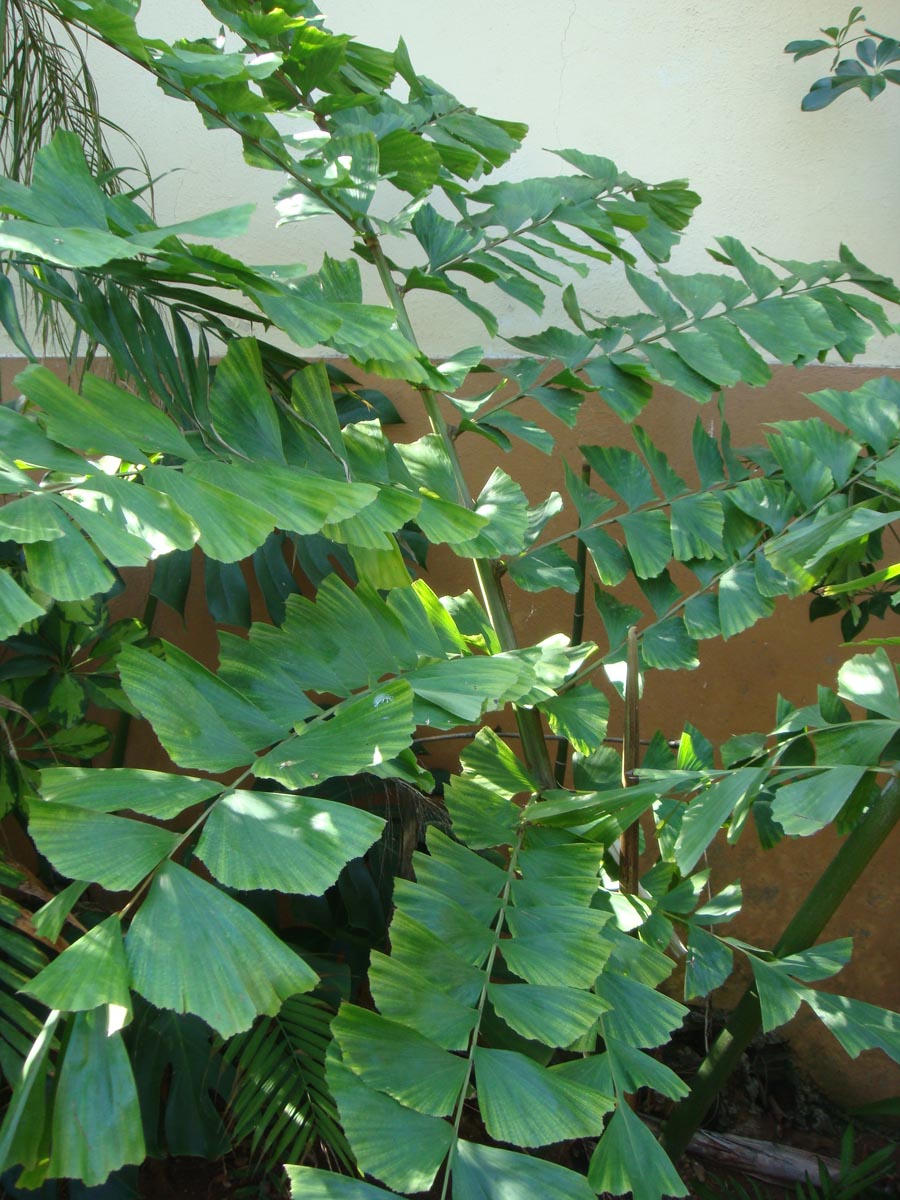 Fischtail palm – Hotel Tigaiga