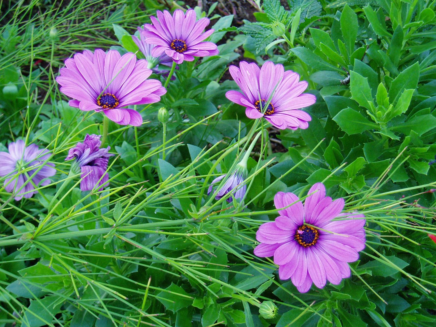 Cape daisy, Trailing African daisy – Hotel Tigaiga