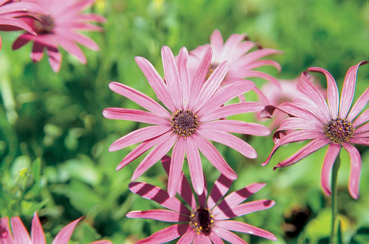 Cape daisy, Trailing African daisy – Hotel Tigaiga
