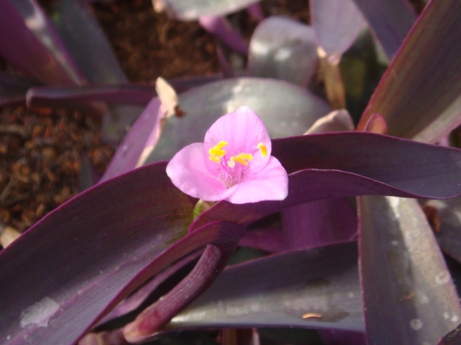 Purpurranke, Dreimasterblume, Rotblatt – Hotel Tigaiga