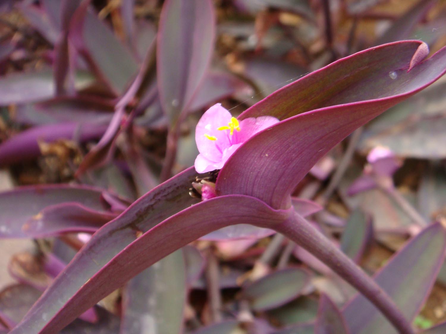 Purpurranke, Dreimasterblume, Rotblatt – Hotel Tigaiga