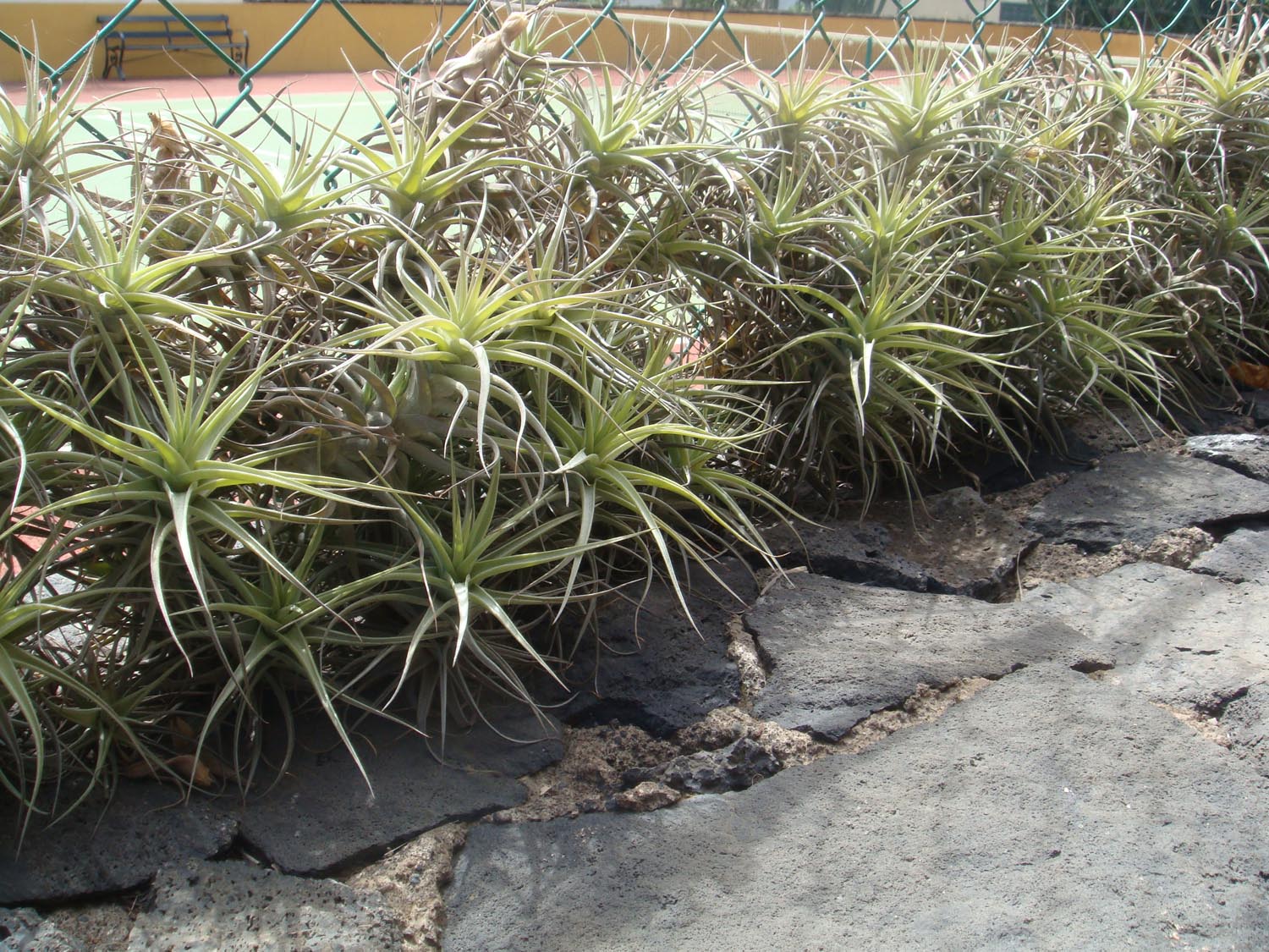 Air carnation, Air plant – Hotel Tigaiga