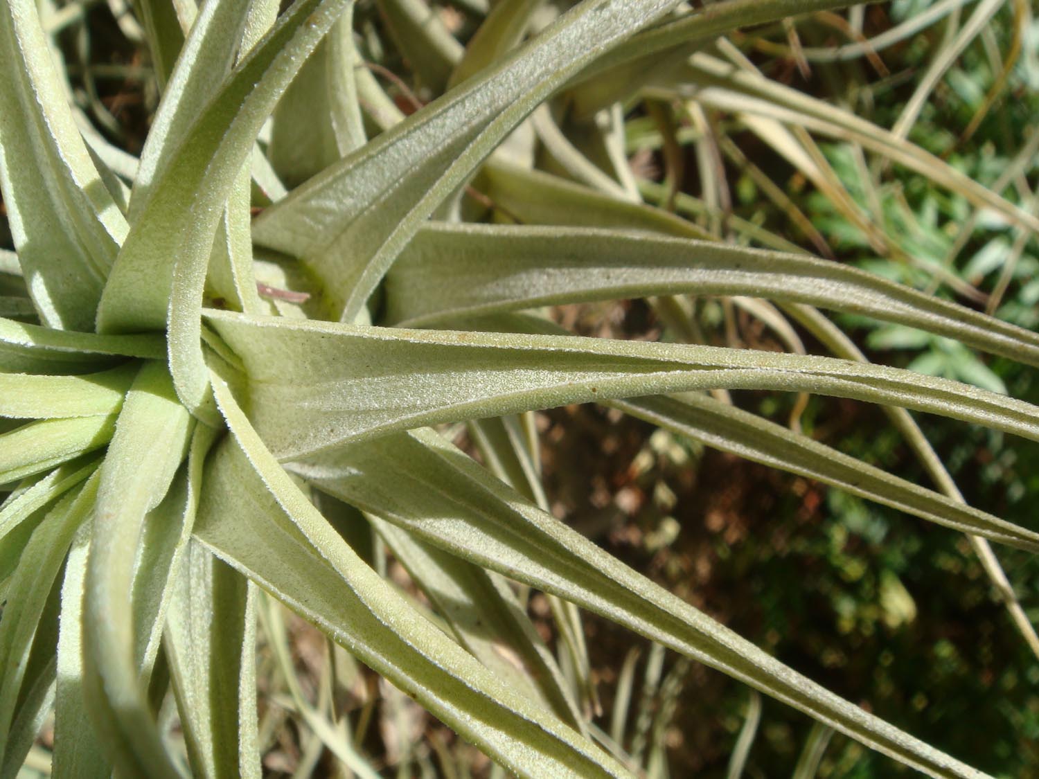 Air carnation, Air plant – Hotel Tigaiga