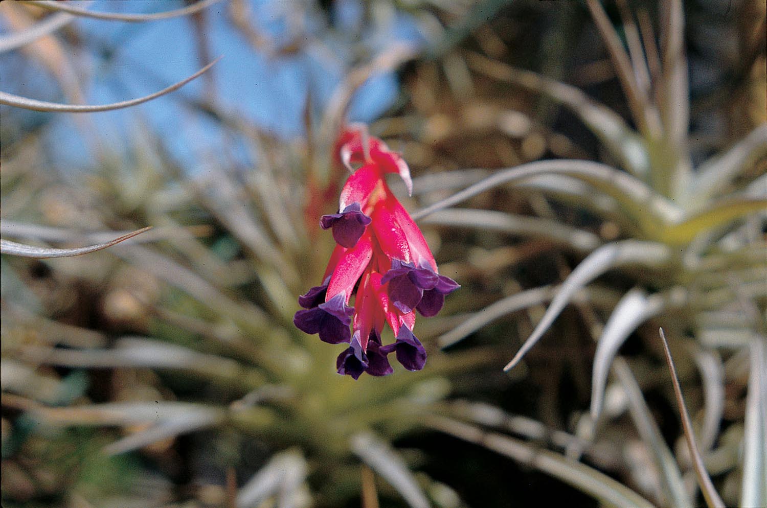 Air carnation, Air plant – Hotel Tigaiga
