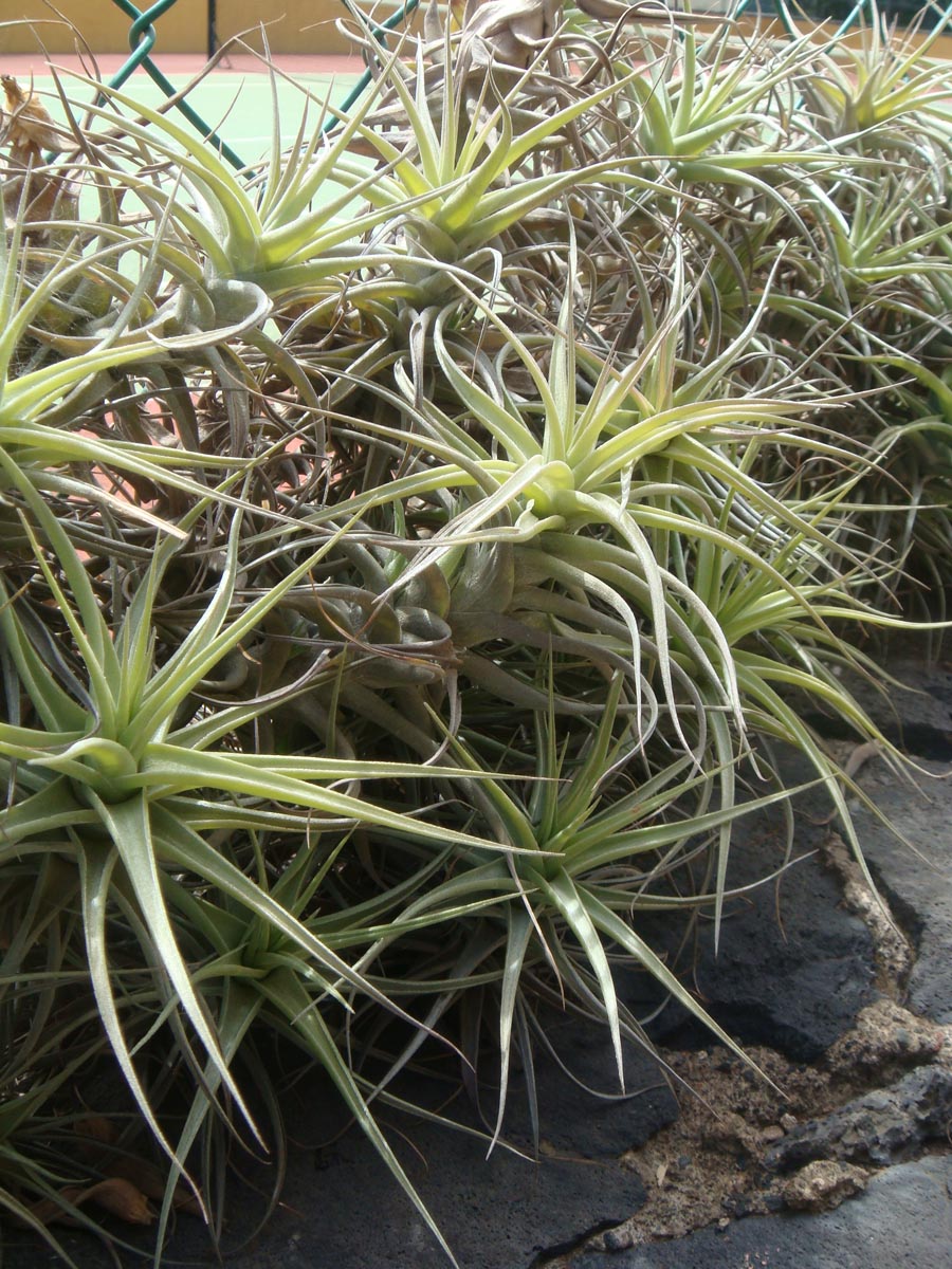 Air carnation, Air plant – Hotel Tigaiga