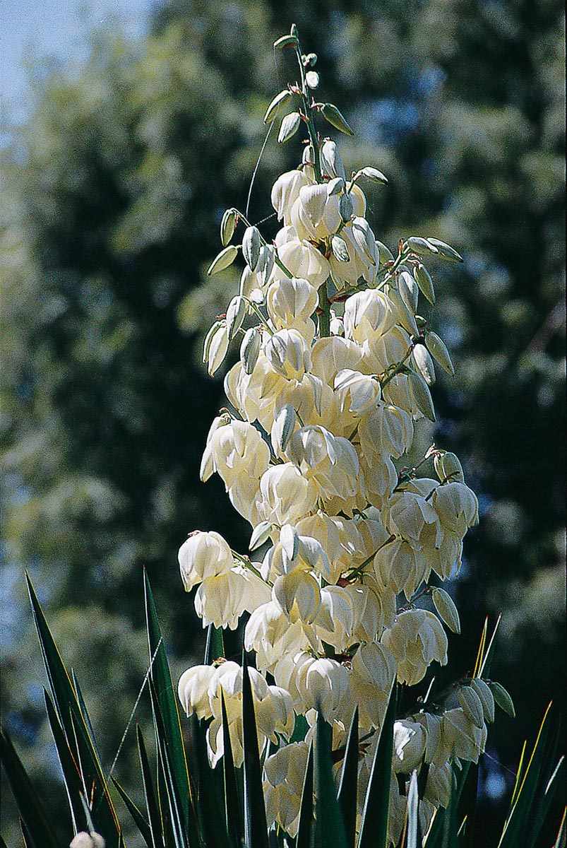 Spanish dagger, Adam’s needle – Hotel Tigaiga