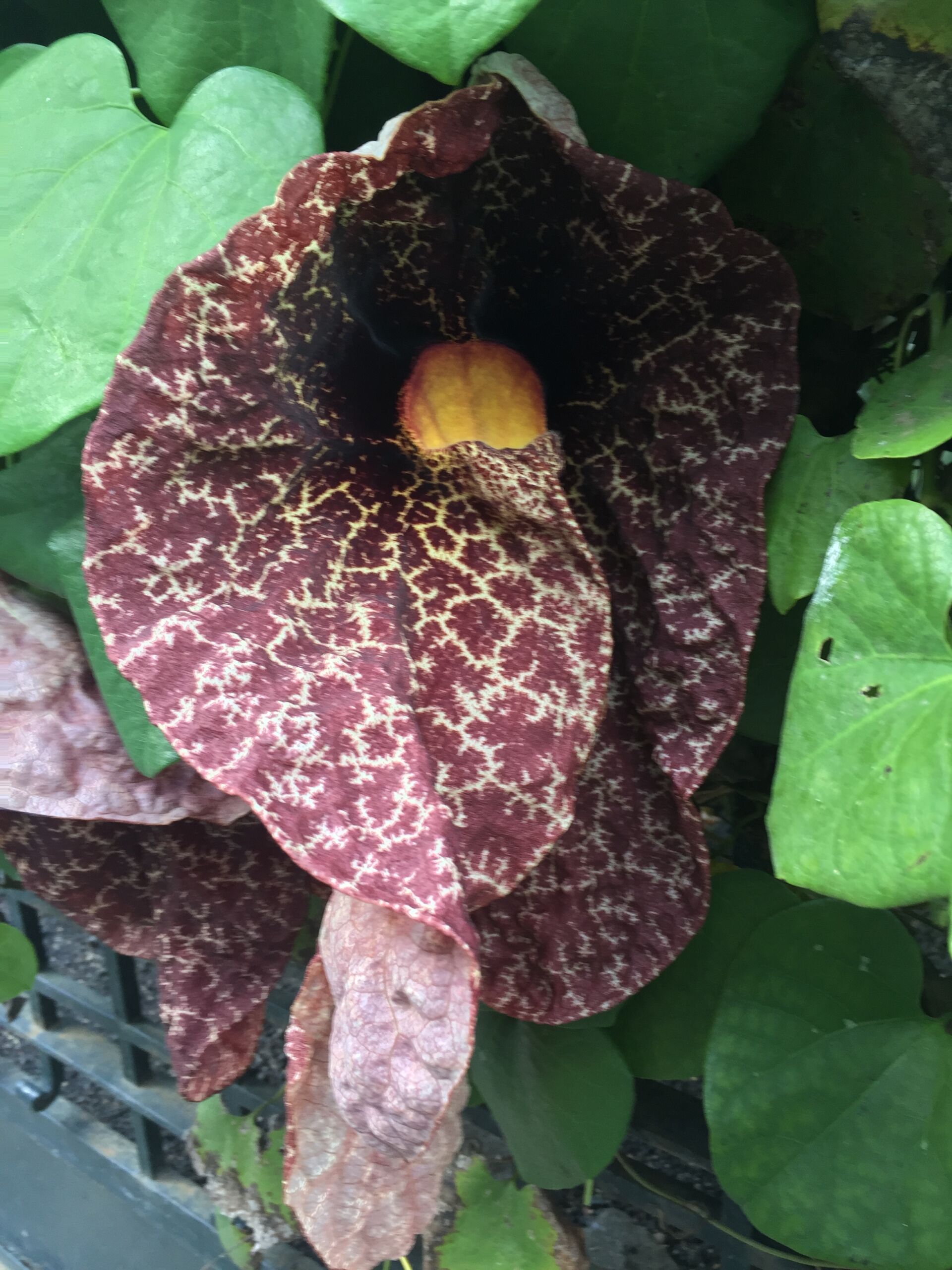 Dutchman’s pipe, Calico flower – Hotel Tigaiga