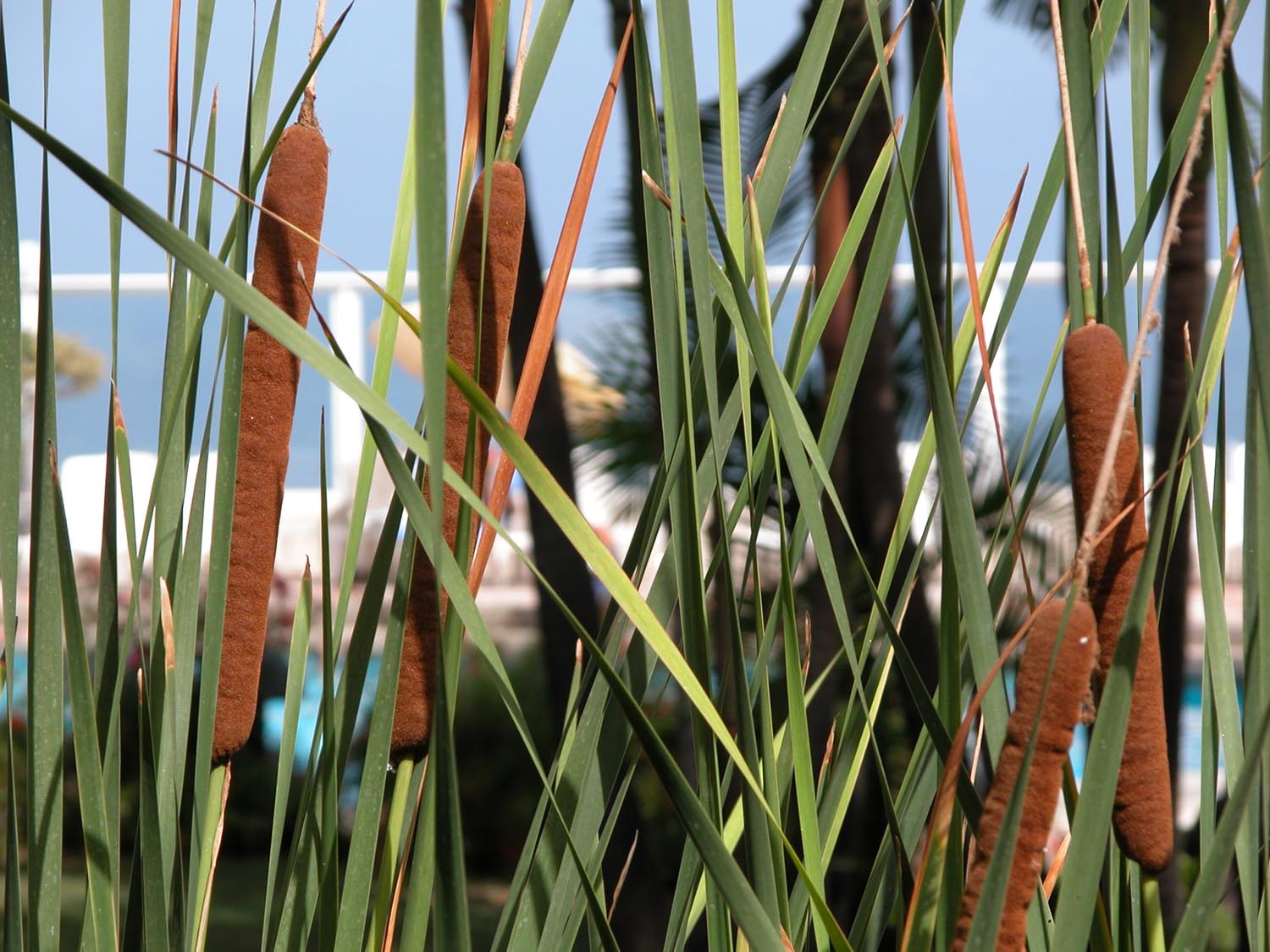 Southern Cattail, Bulrush – Hotel Tigaiga