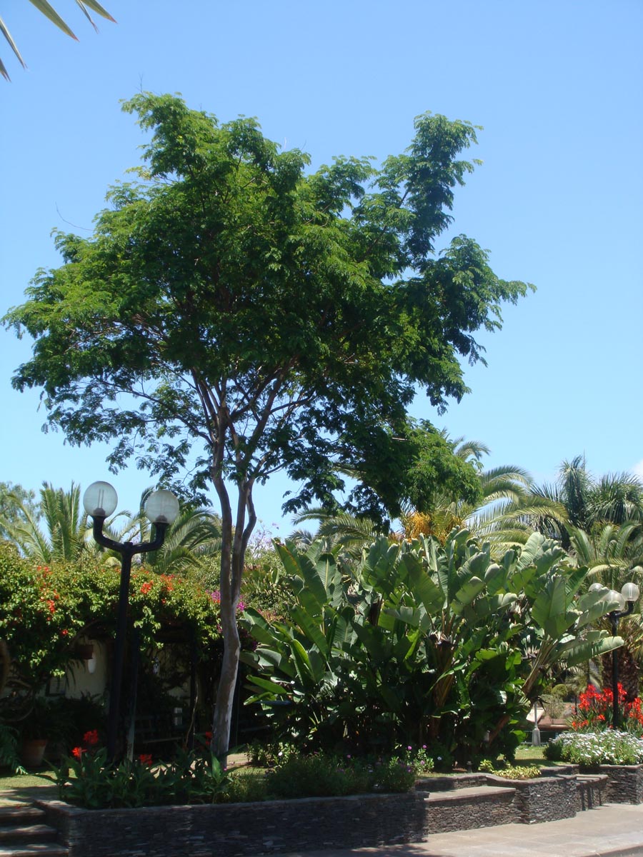 Leopard tree, Brazilian ironwood – Hotel Tigaiga