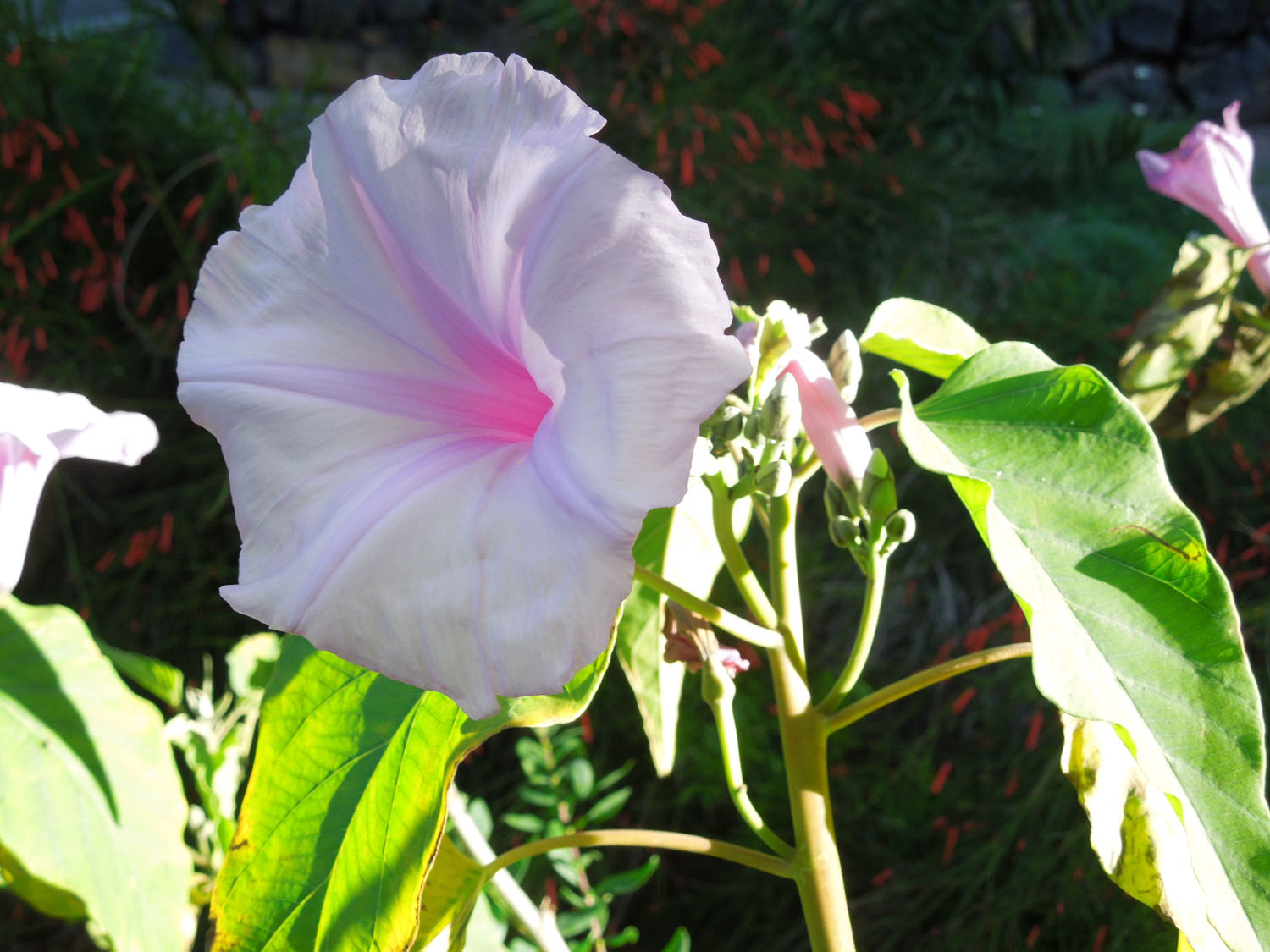 Pink morning glory – Hotel Tigaiga